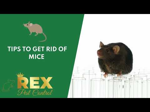 How To Get Rid Of Pests Sydney