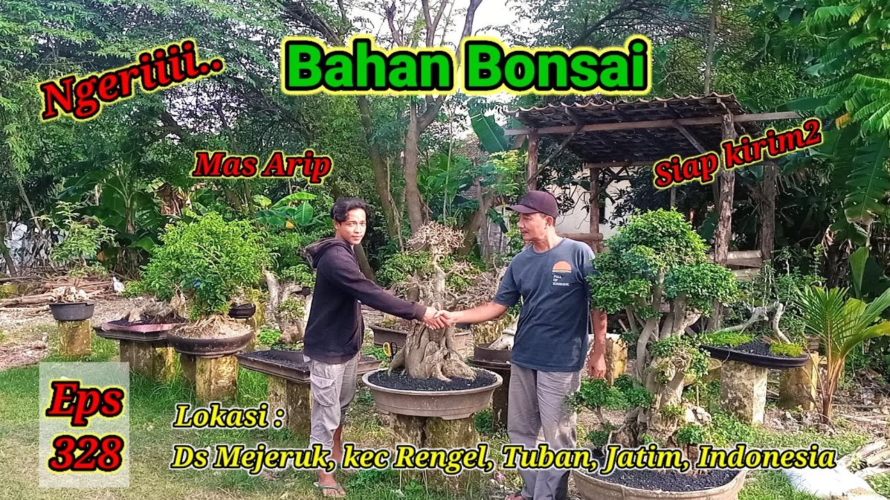 Murah... Bahan bonsai di Mas Arip Wa +62 821-3965-0104 - YouTube
