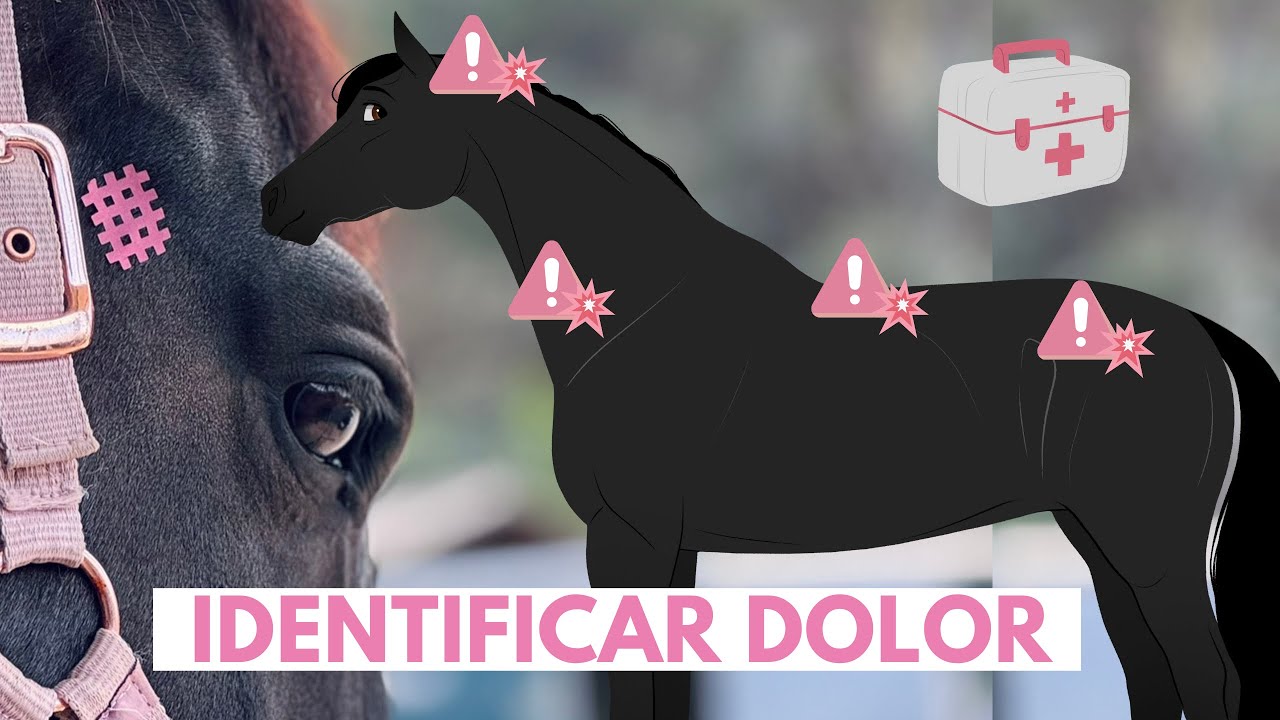 ¿Tu Caballo Tiene Dolor? 🐴💥 Identifica puntos de incomodidad Dorso ...