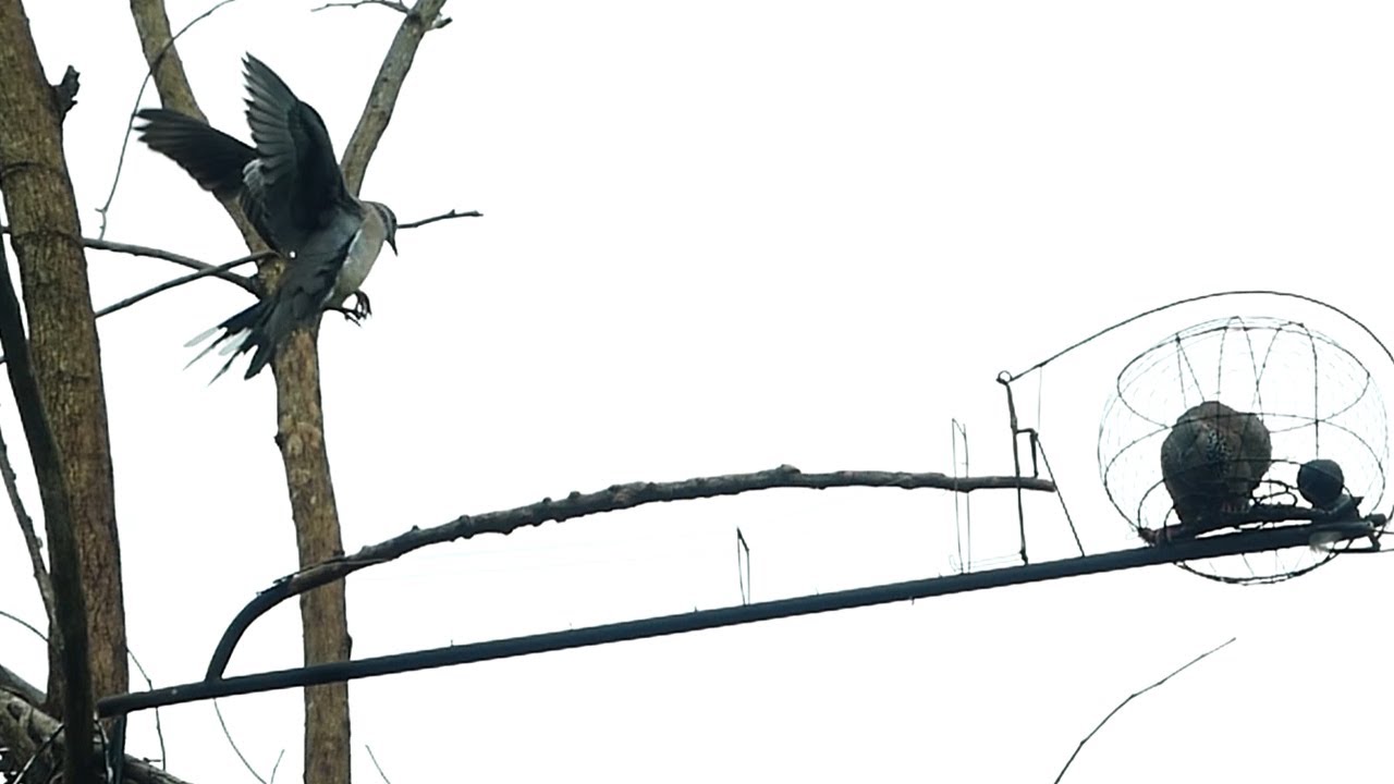 Amazing Really Skills In catching wild pigeons - Using the King of ...