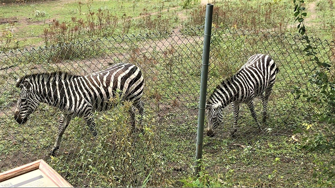 Safari Zebra Spotting a Fun Day Out at the Zoo - YouTube