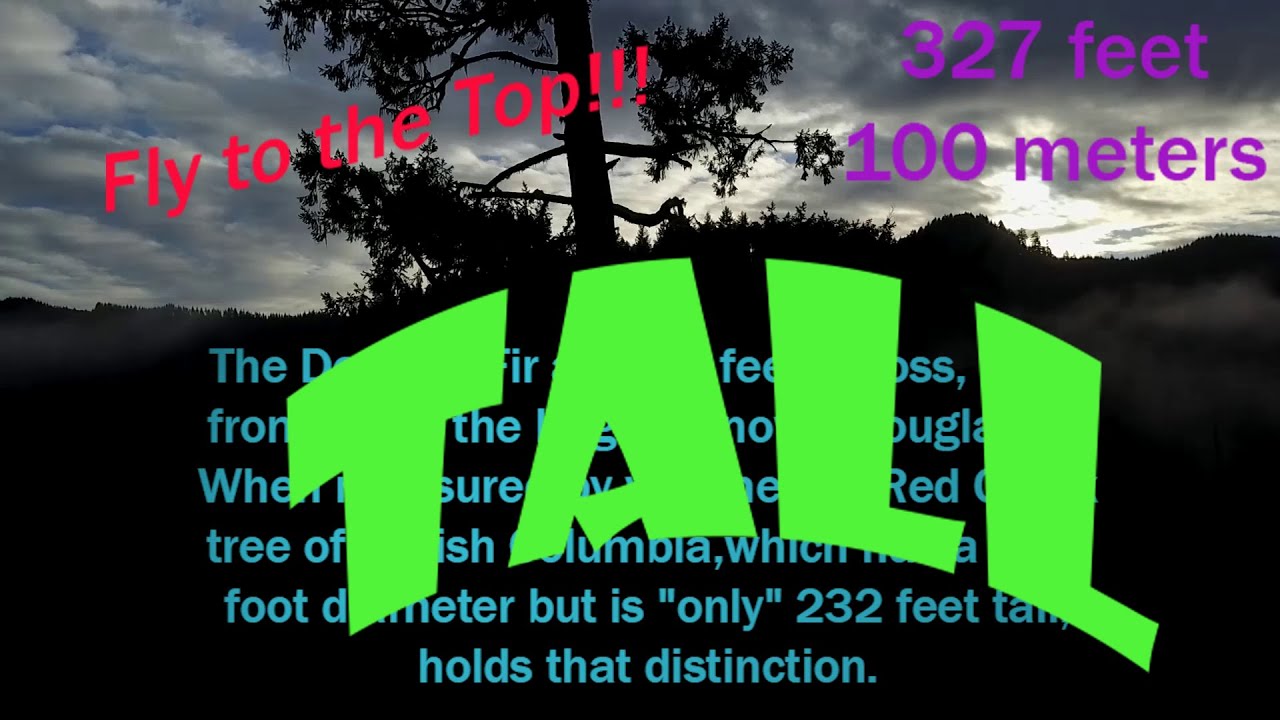 Doerner Fir | Tallest Tree in the World |(that's not a redwood) Fly-a ...
