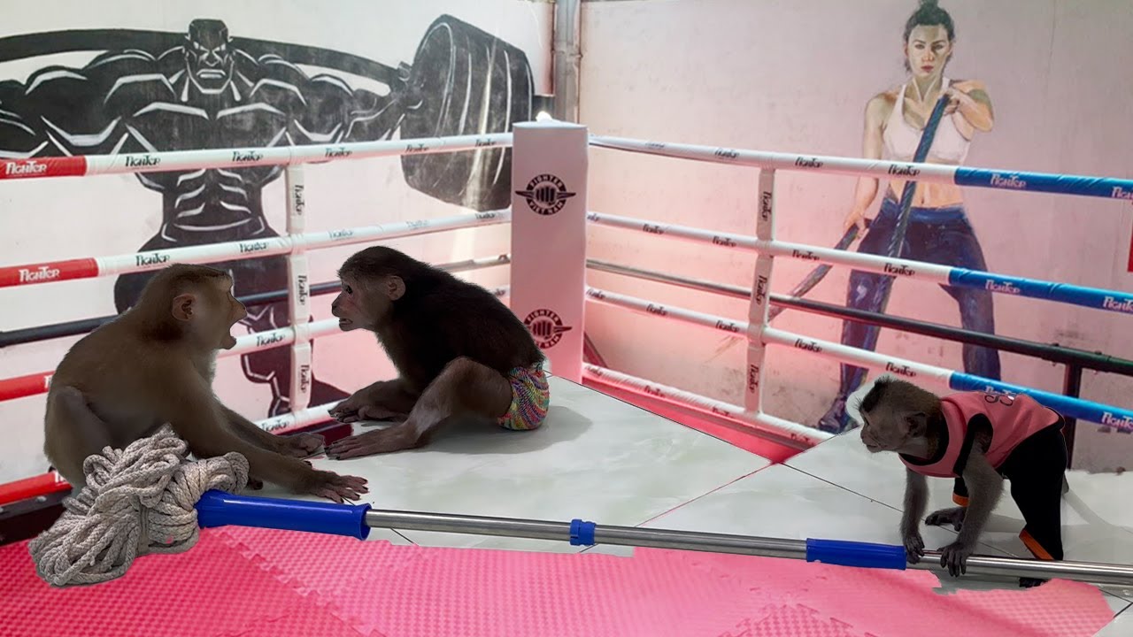 Monkey baby Bob is a professional referee in the ring - YouTube