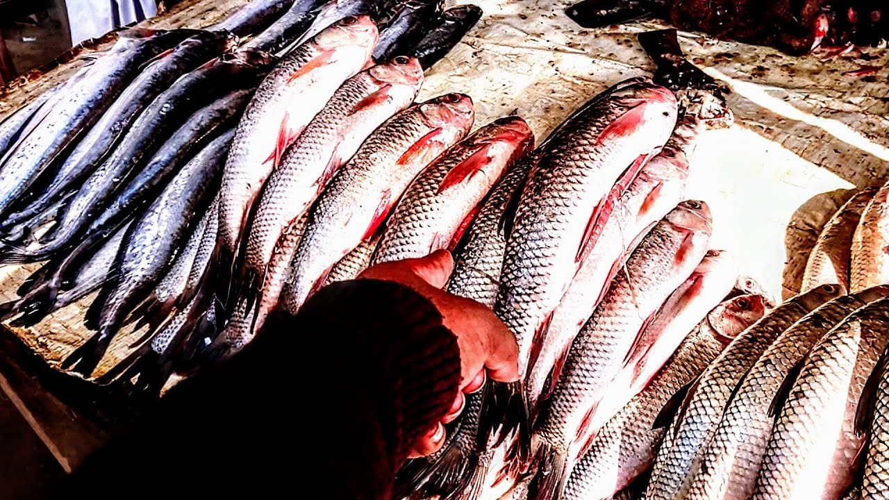 HOW TO MAKE A FRASH DARYAHE FISH 🐠 IN VLLAGE @WalkWithMuzli - YouTube