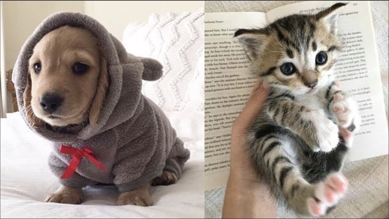 Funny Baby Animals Compilation - Cutest Baby Animals Ever - YouTube