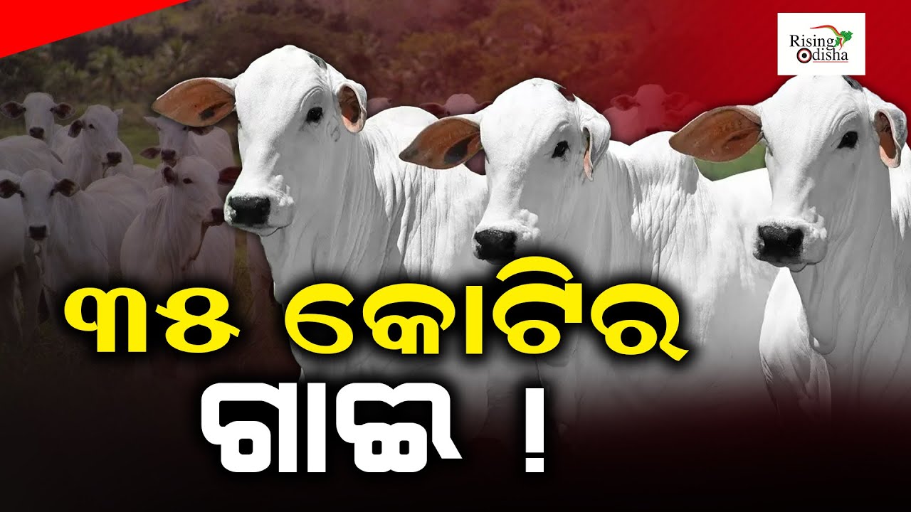 World's Most Expensive Cow 'Viatina-19 FIV Mara Imoveis' Sold for Rs 35 ...