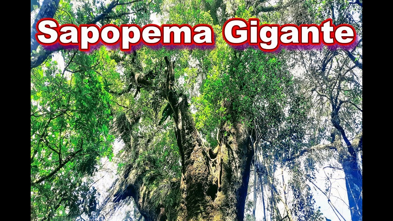Sapopema Gigante - Uma árvore muito imponente e impressionante! - YouTube