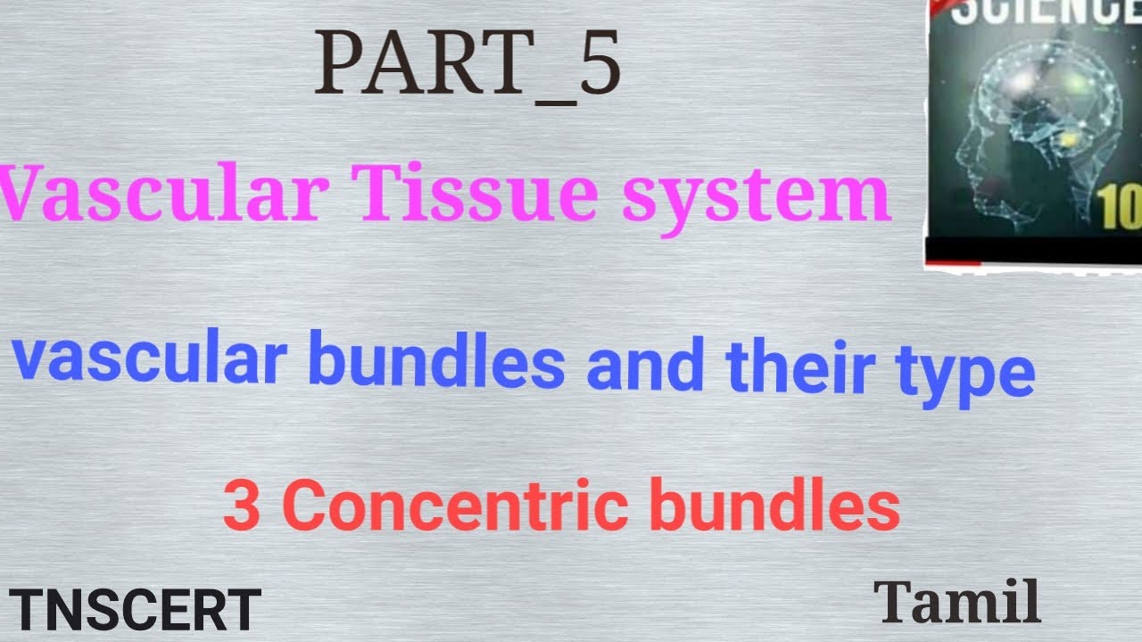 10th Biology/Unit-12/Vascular bundles and their type /Concentric ...