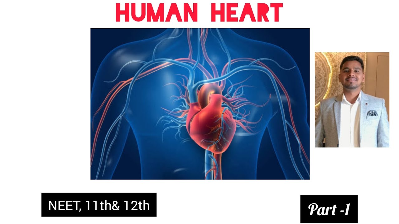Human heart - types & circulation of blood in heart. NEET EXAM, 11TH OR ...