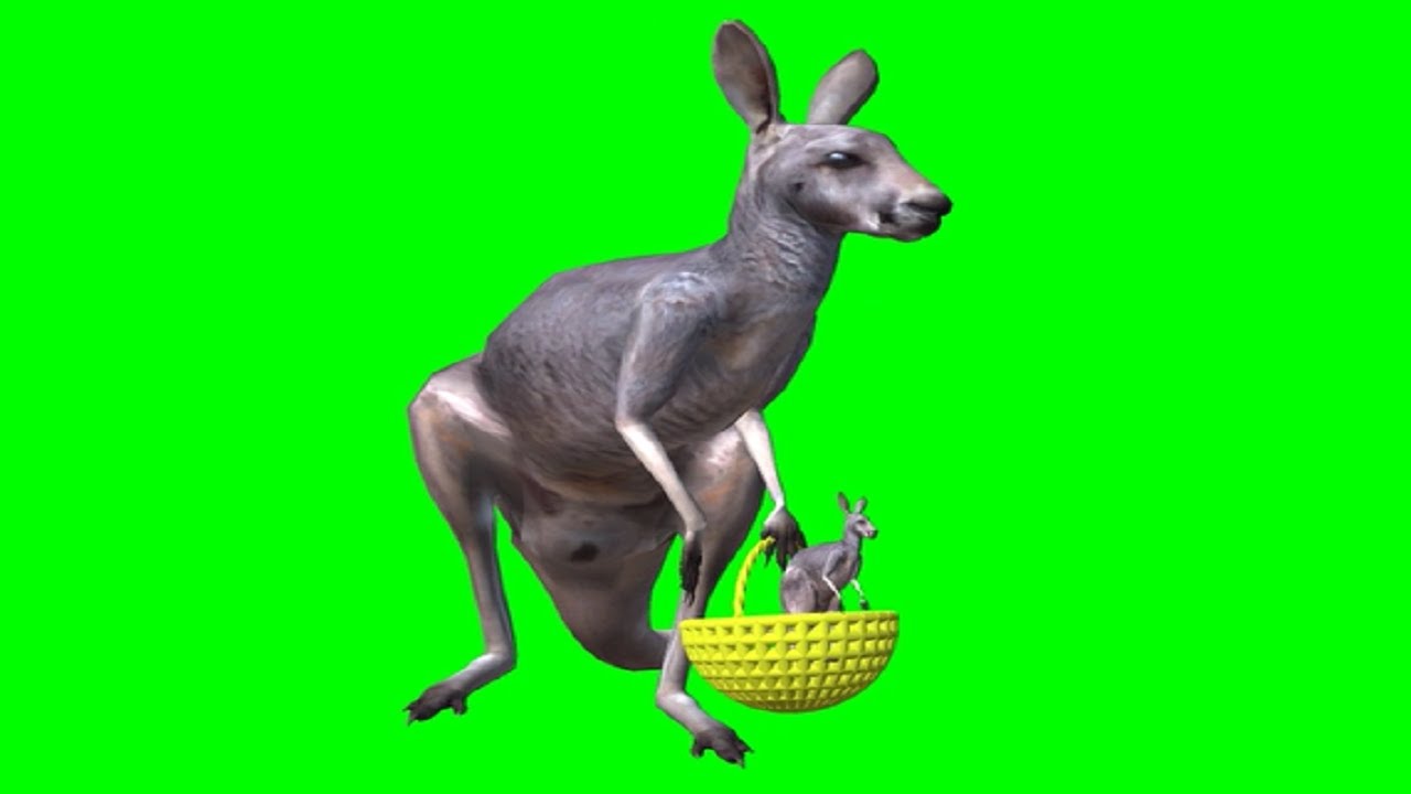 Kangaroo and Joey Green Screen Animation - YouTube