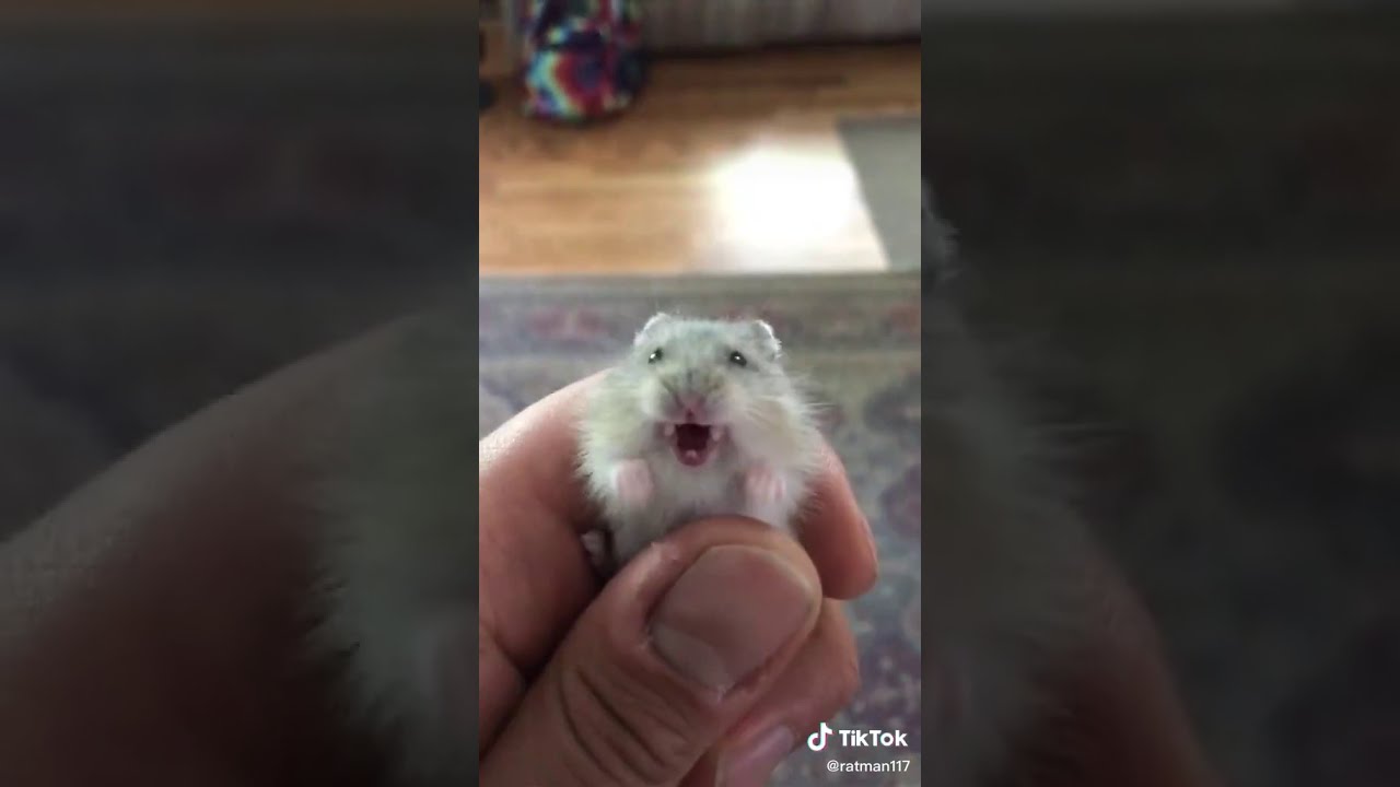 If you’re wondering sometimes hamsters just scream once they find out ...