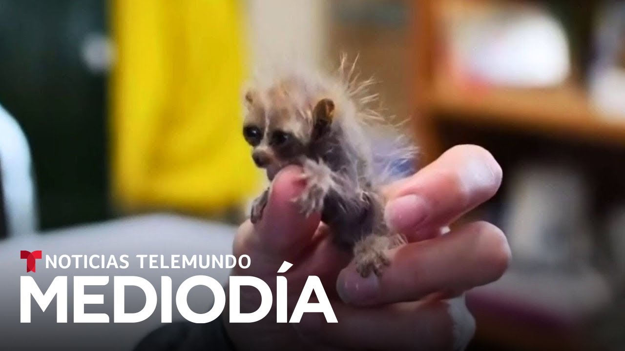 Video del día: El raro loris perezoso en peligro de extinción nacido en ...