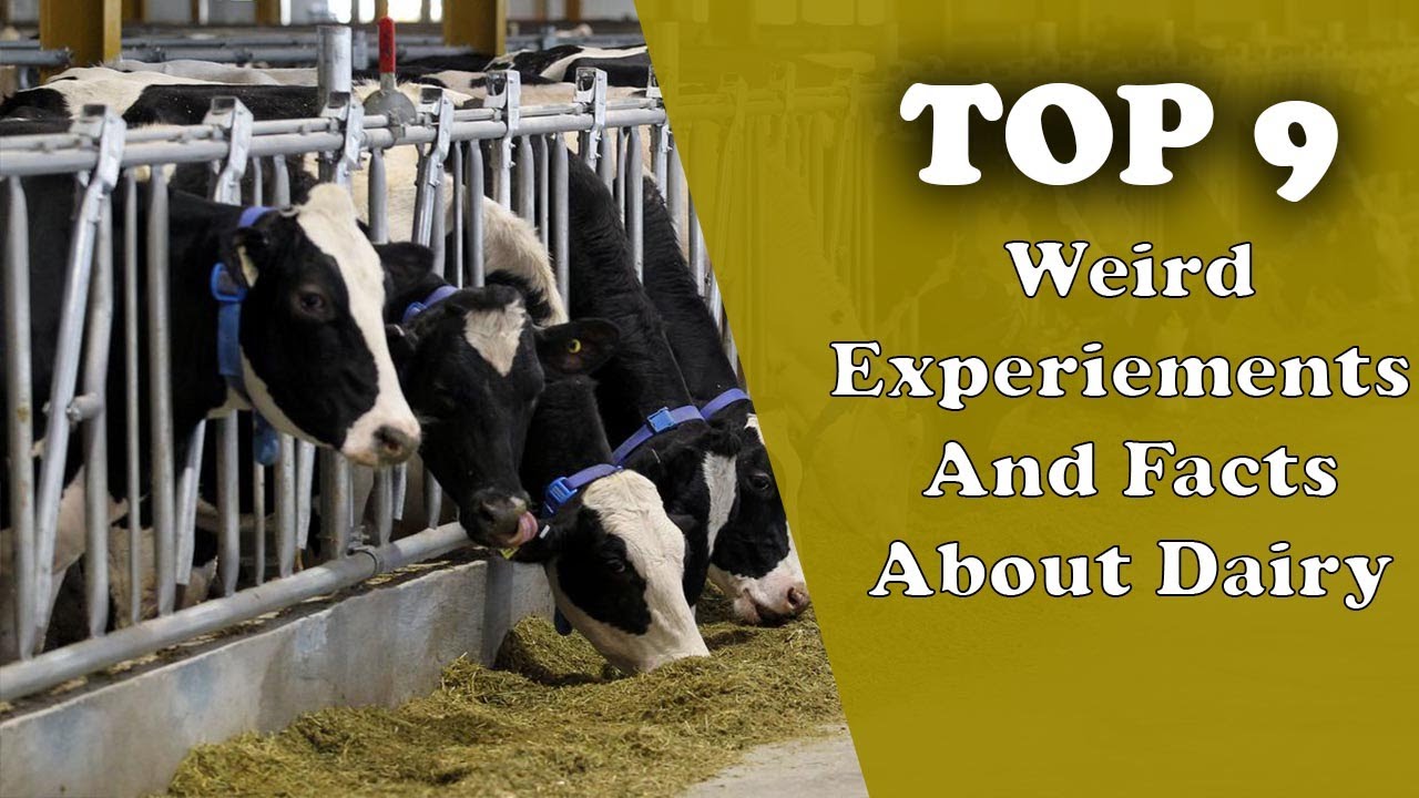 Top 9 Weird Experiments And Facts About Dairy || Fillapedia - YouTube
