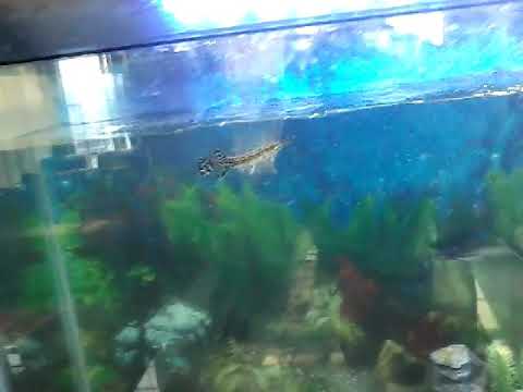 Baby alligator gar - YouTube