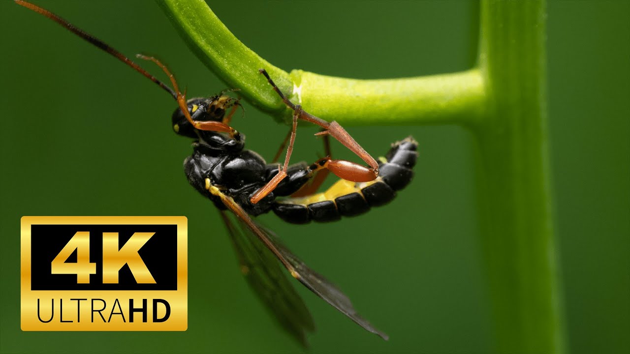 Exploring the Wilderness World: Wasp | Wild Animals in 4K ULTRA HD ...