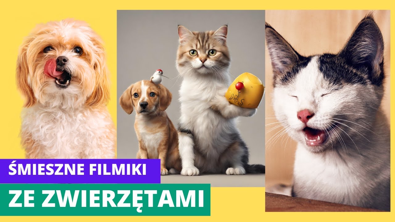 Śmieszne filmiki ze zwierzętami 😄😹🐶 - YouTube