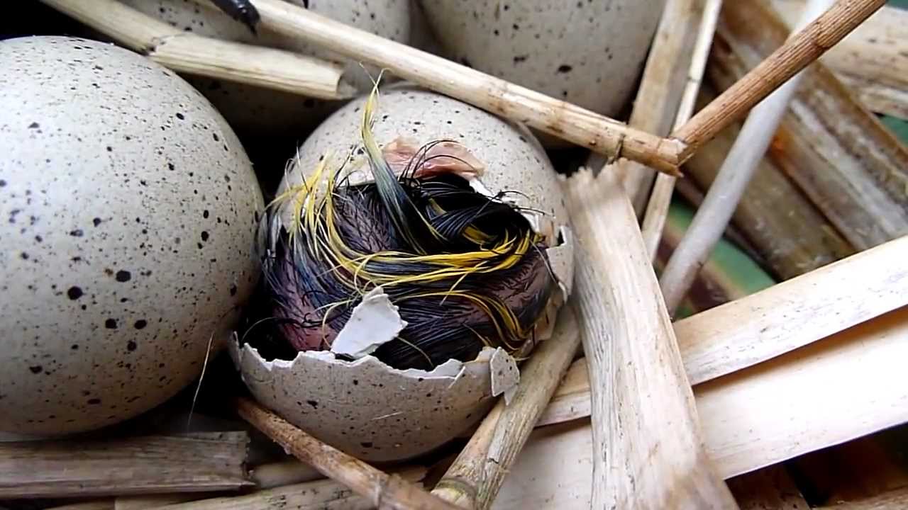 Coot chicks hatching out of their eggs - YouTube