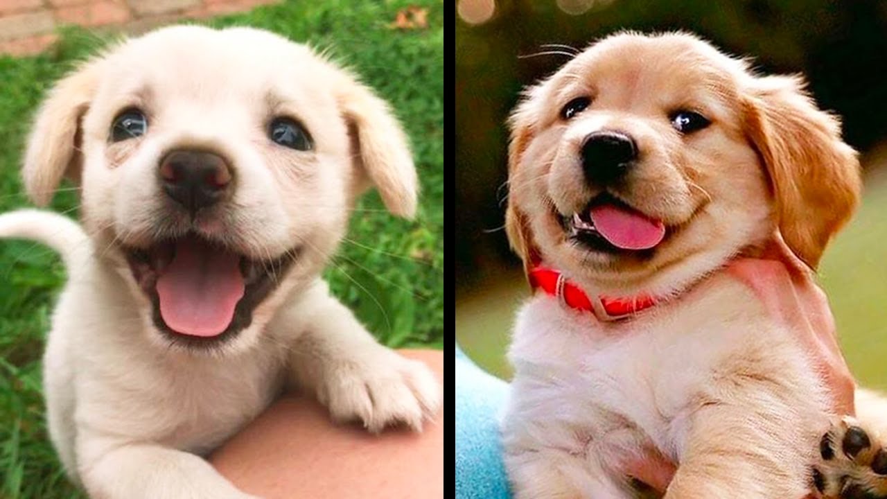 Cute baby animals Videos Compilation cutest moment of the animals ...