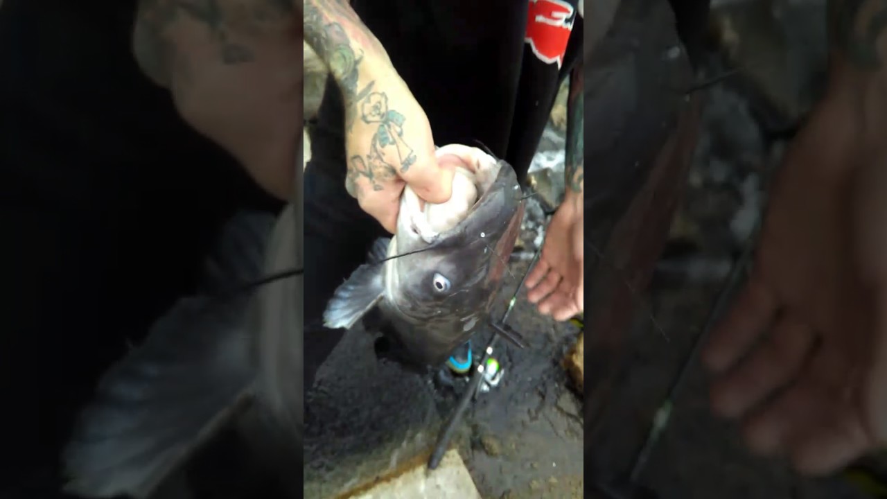Nice 12lb blue catfish caught at Nueces river - YouTube