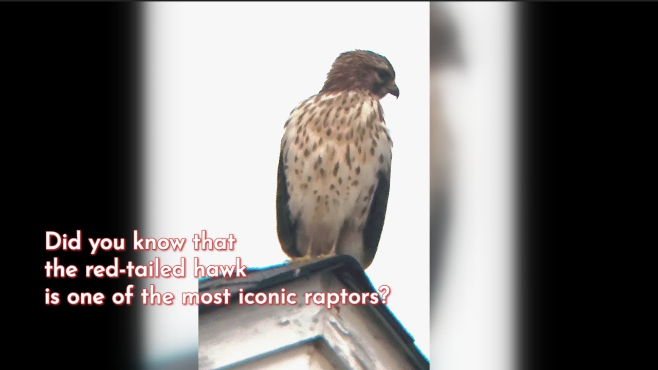 Beautiful Red-tailed hawk flying and scavenging #birdsofprey - YouTube
