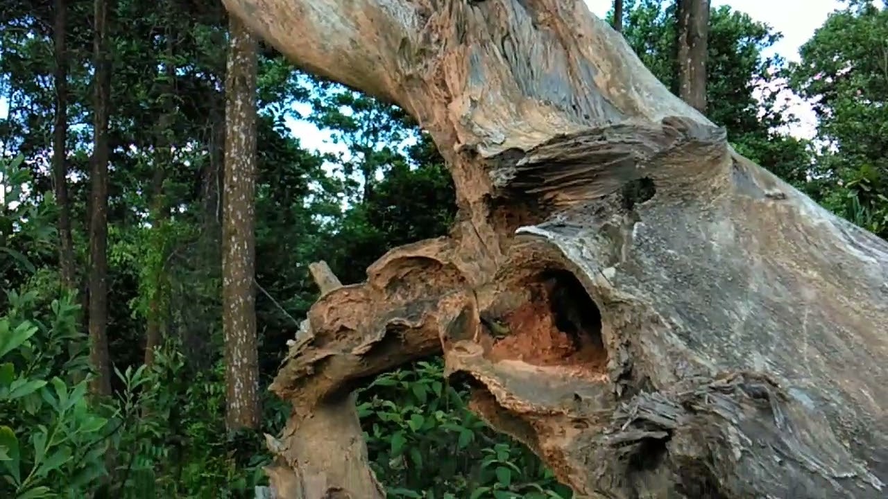 "MAGKONO" WOOD | ONE OF THE OLDEST WOOD IN HISTORY! - YouTube