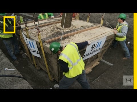 9/11 'Survivor Tree' Returns to Ground Zero | Short Film Showcase - YouTube