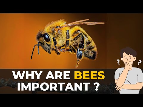 How Are Honeybees Important To The Ecosystem