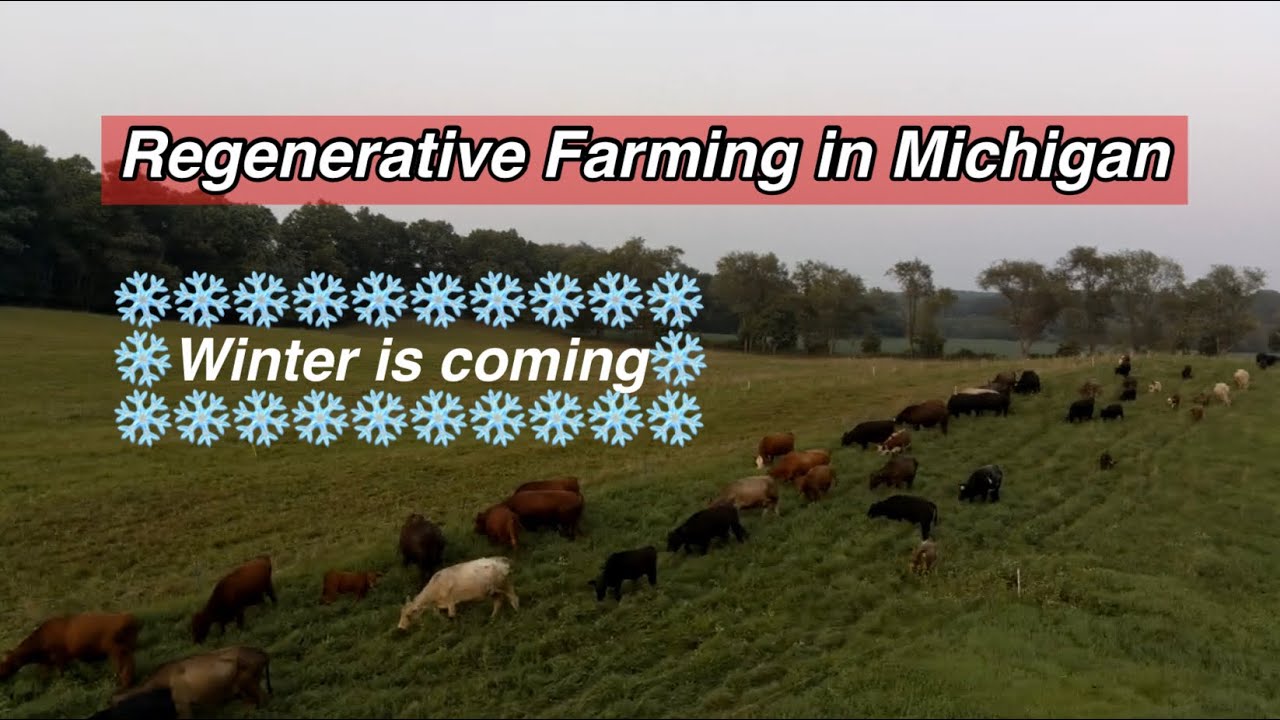 Stockpiling Winter Forage - YouTube
