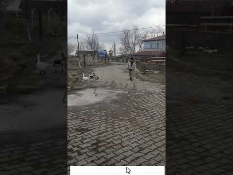 KAZ SALDIRISI/ YABAN KAZLARI