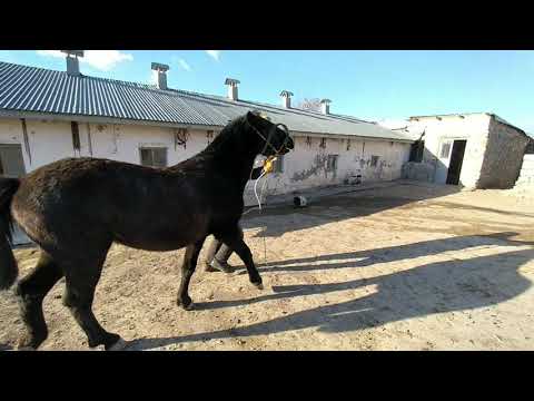 (karayel)at mennen oynuyor.gem almır
