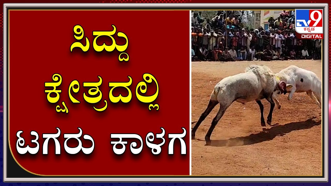 Bagalakote ಜಿಲ್ಲೆಯ ಬಾದಾಮಿ ತಾಲೂಕಿನಲ್ಲಿ Tagaru fight ಜನರಿಗೆ ಮಸ್ತ್ ಖುಷಿ ...