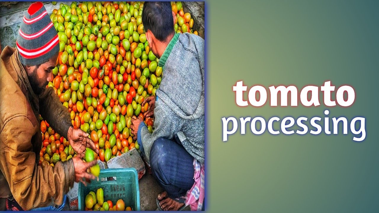 Tomato Processing By Our Farmer| 10 minutes in nature - YouTube