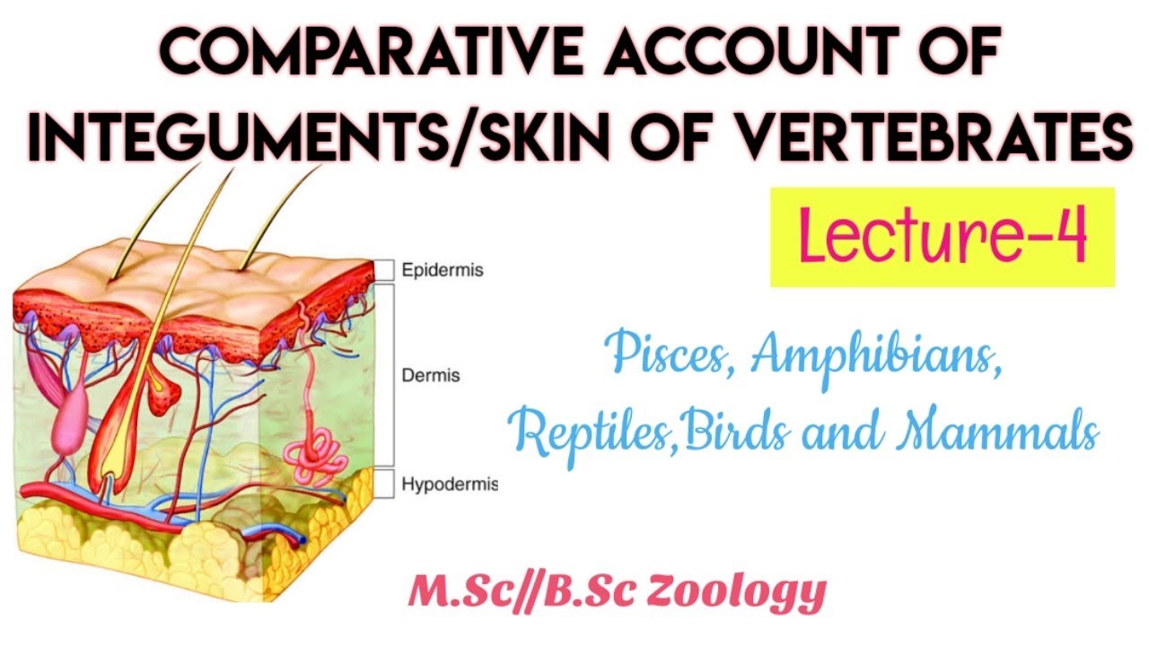 4)-Derivatives of Integument-Horns•Comparative anatomy of Integument in ...