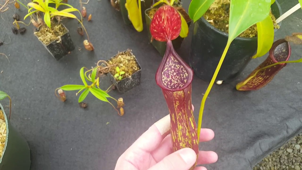 Species Spotlight: Nepenthes copelandii - YouTube