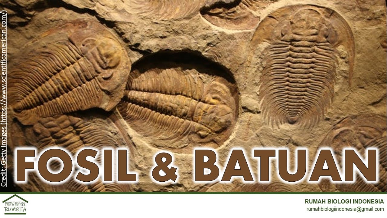 EVOLUSI - Fosil dan Batuan serta Kaitannya dengan Peristiwa Evolusi ...