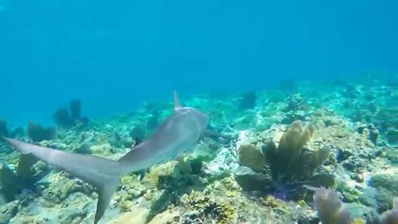 Sharks!! GoPro Hero 4 Black snorkeling slo-mo in the Florida Keys, Looe ...