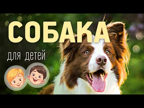 Собака. Видео про животных для детей 3+