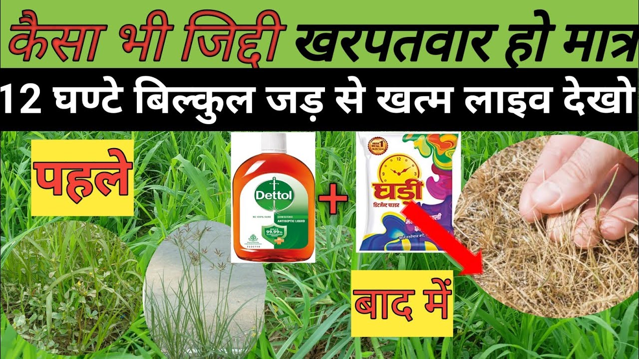 सभी जिद्दी खरपतवारों को जड़ से खत्म करें 24 घण्टे में ! motha ghas ki ...