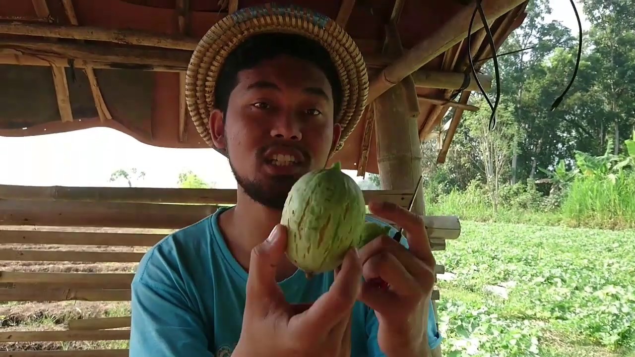 Tips Proses Sortasi Buah #Melon - YouTube