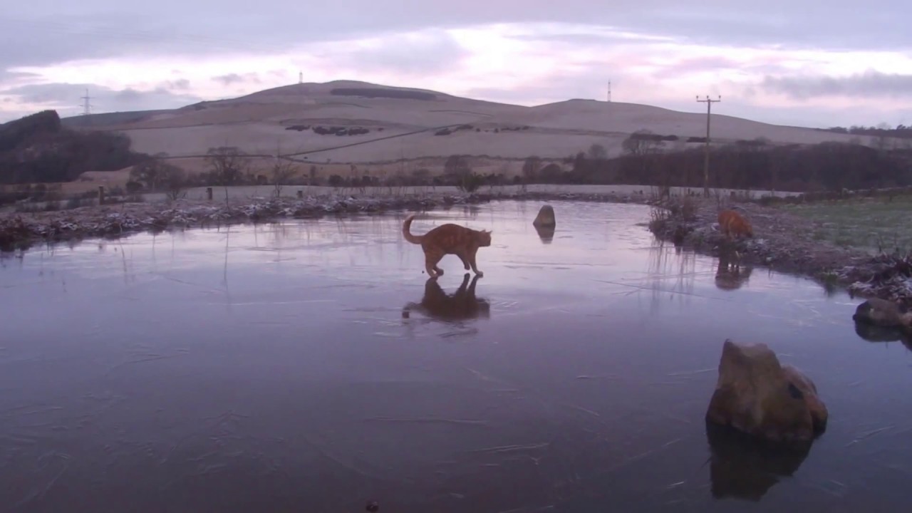 Iceskating Cat Very Funny! - YouTube