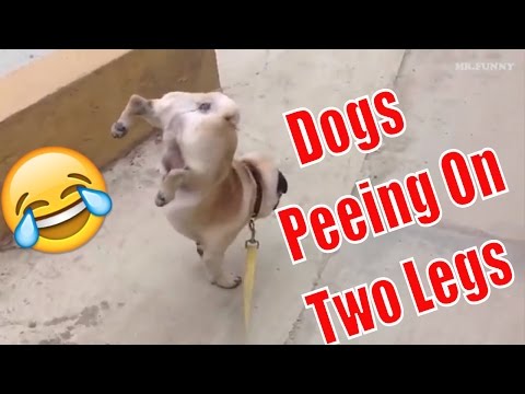 😍Try Not Laugh Or Grin 😂 Funny Dogs Compilation Peeing On Two Legs By Mr.Funny