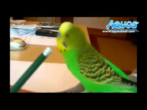 Jumping Parrot - YouTube