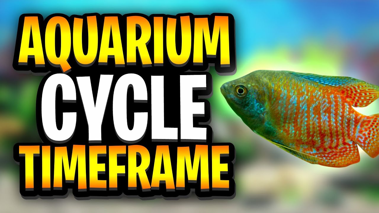 How Long Does It Really Take To Cycle A Tank - YouTube