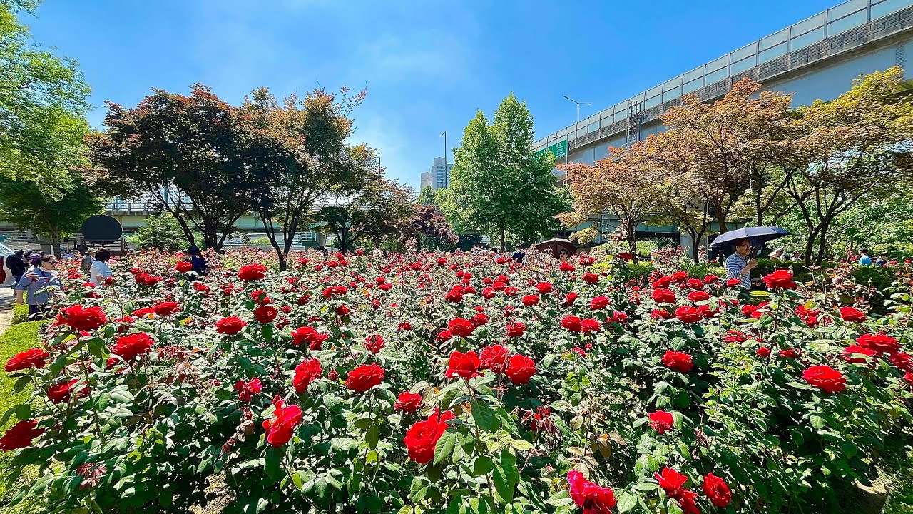 [4K SEOUL] Full of Beautiful Roses! Walking on the Seoul Rose Festival ...