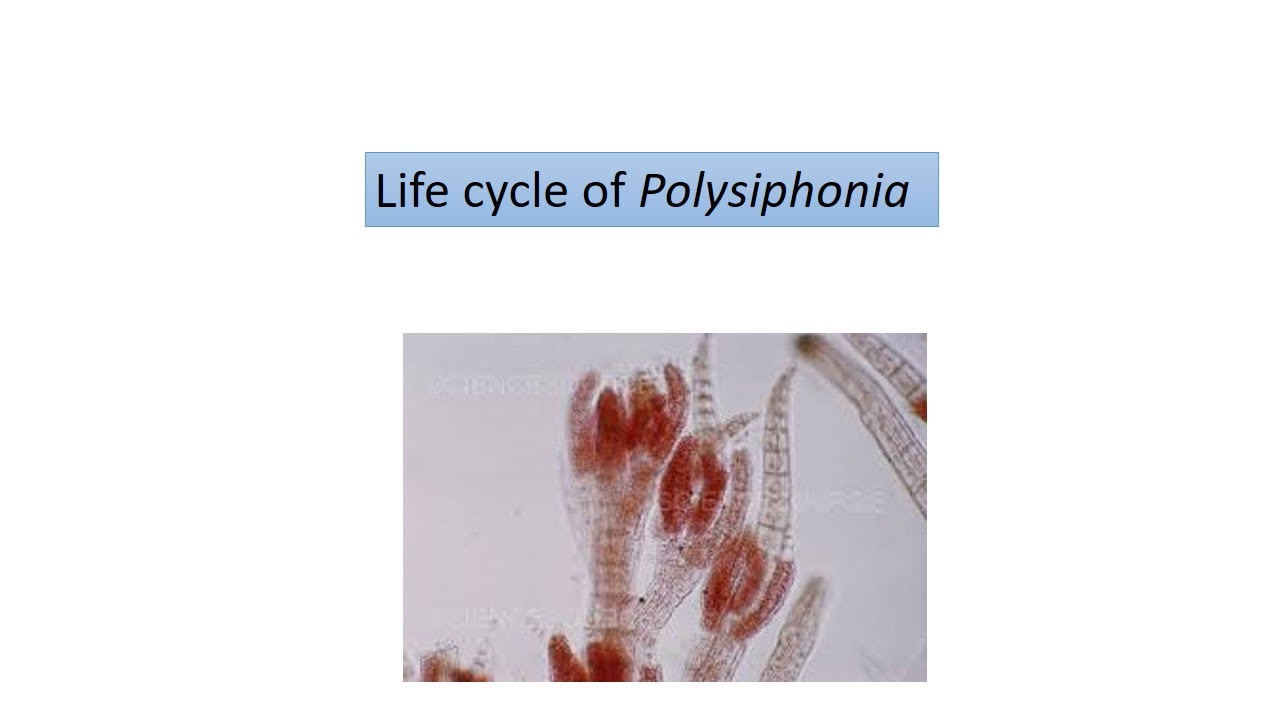 Life Cycle Of Polysiphonia Rhodophyta Red Algae