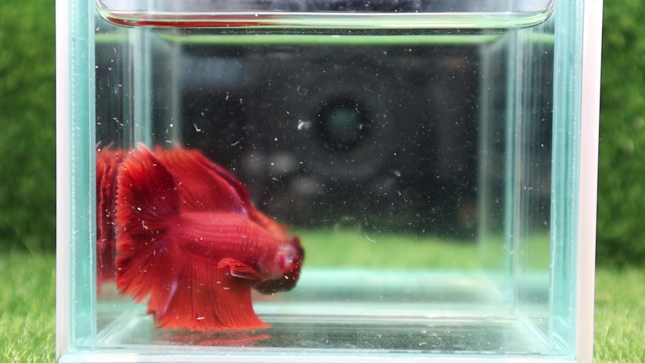 [62_A3]Live Betta Fish High Quality Male Super Red Chili HM 📸Video ...