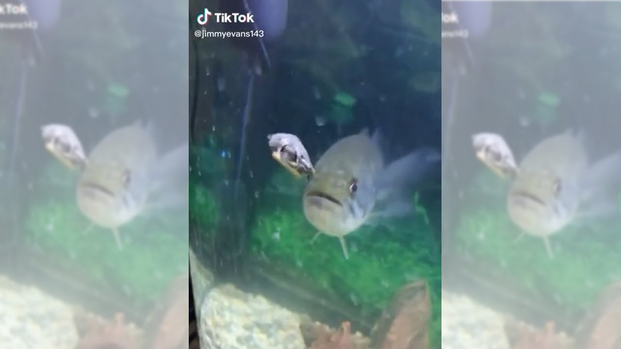Fish tries to eat turtle (Why, TikTok?!) | Fish Tank Review 54 - YouTube