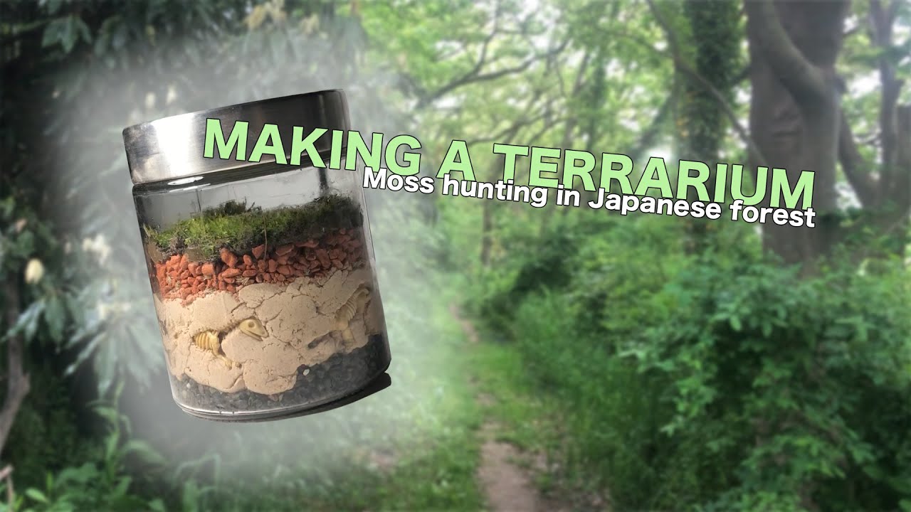 Making A Terrarium --- Moss hunting in Japanese forest - YouTube