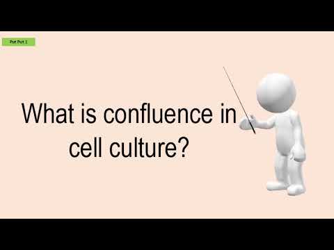 What Is Confluence In Cell Culture? - YouTube