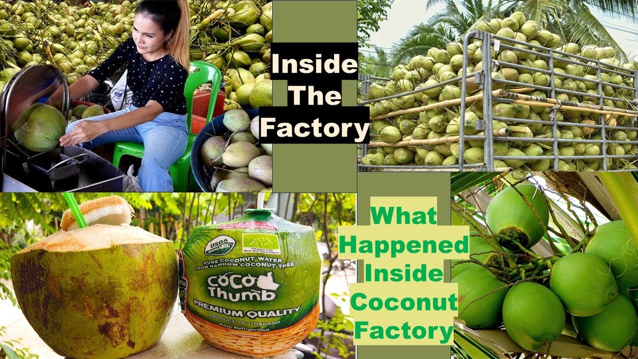 Inside a Coconut Factory | Coconut Cutting | Coconut Processing ...